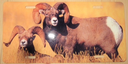 Silly Cactus - Custom License Plates and Trailer Hitch Covers ...